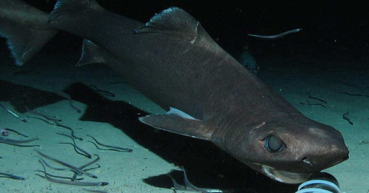 Tiburones en Galicia: Claves de los Squaliformes