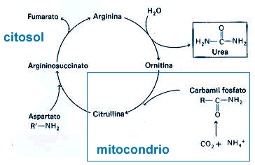 Bioquímica: Ciclo de la urea