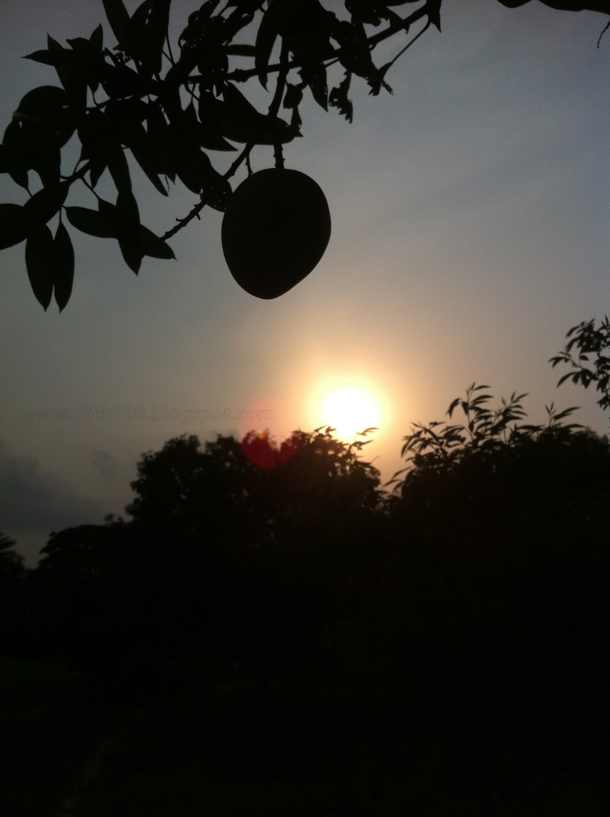 Sunset Behind Mango Tree