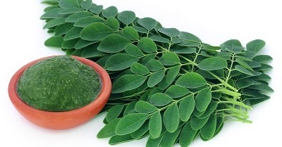 Amazing Benefits of Moringa and Side Effects in Fertility - Healthy Life