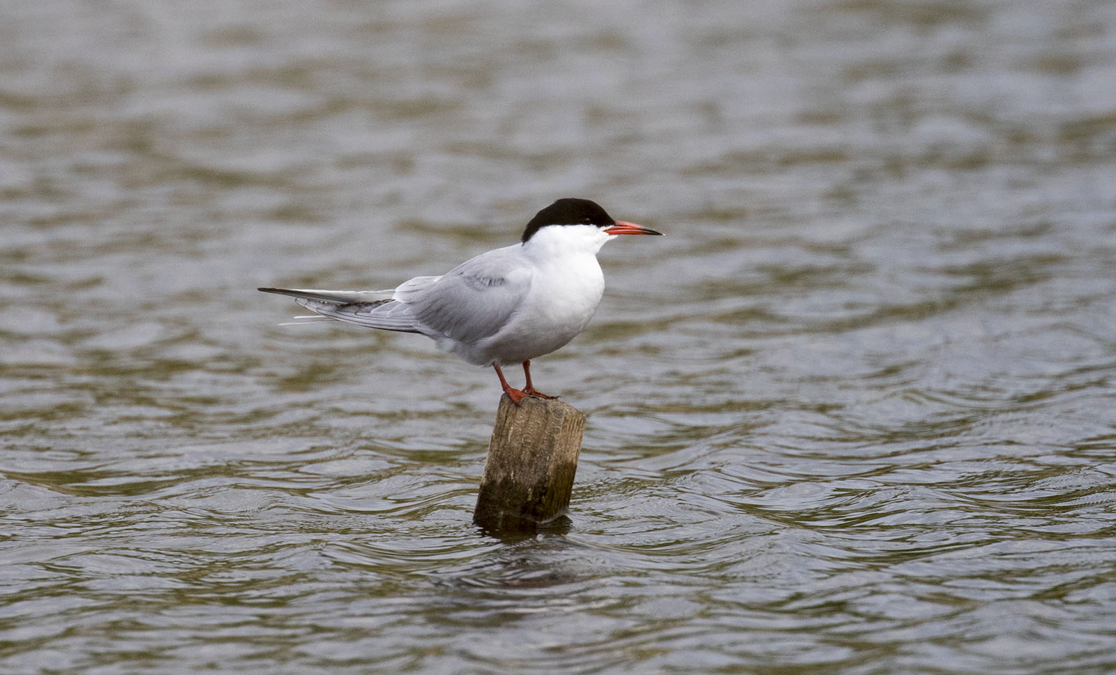 pewit: Common Terns are back
