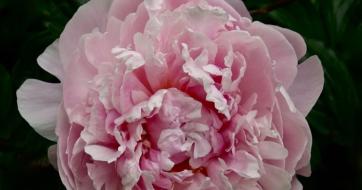 the golden fish: the luscious pink frills