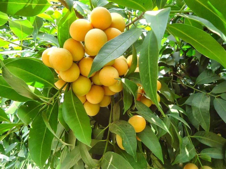 karya ku : paridah ishak: KUNDANG ...HYBRID MADU