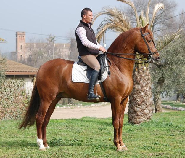 Equinos: PELAJES EN EQUINOS