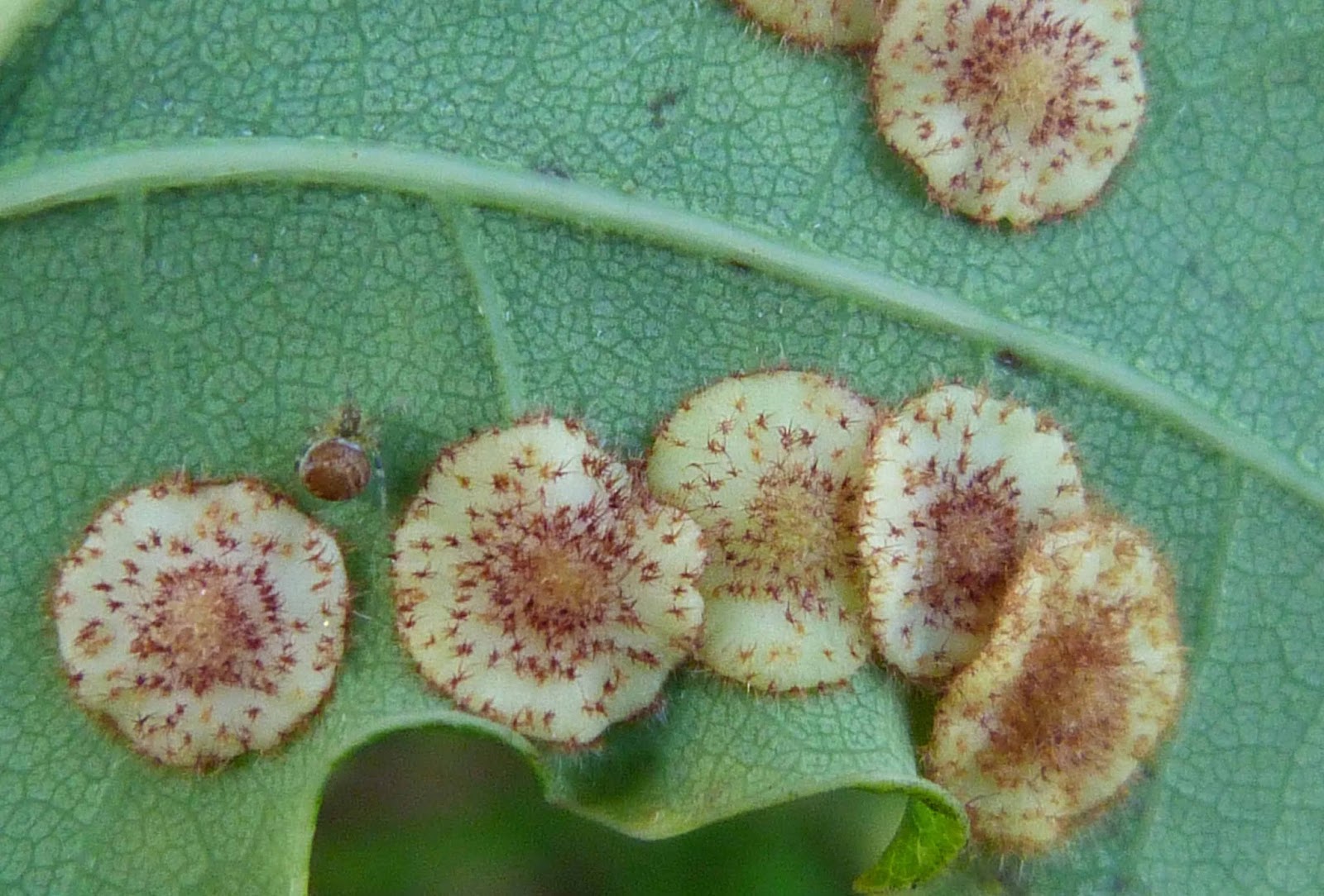 Insects of Scotland: Galls/Leaf-miners