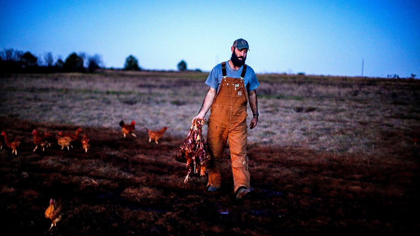 What Do Organic Chickens Eat Chicken Choices what-do-organic-chickens-eat-chicken-choices
