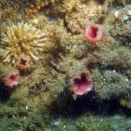 MAFERBA en el MUNDO : PIURE o ROCA VIVA