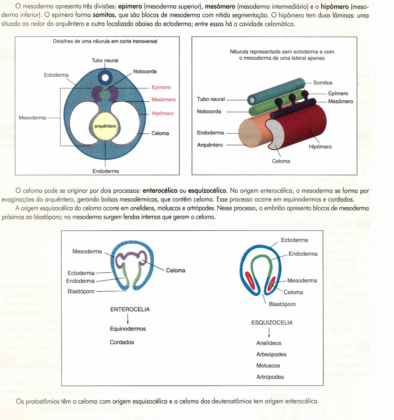 Mesoderma e origem do celoma