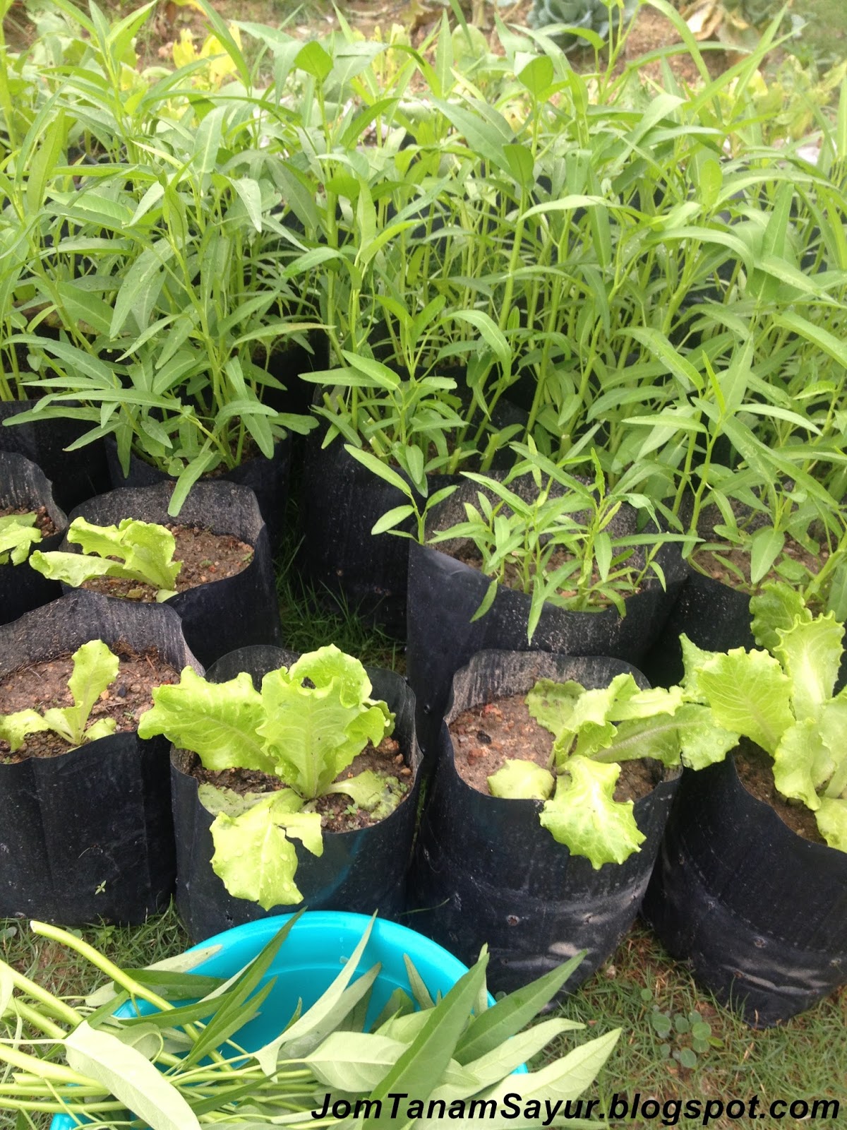 Jom Tanam Sayur ( JTS ) : Kemaskini Kebun Tepi Rumah ( KTR ) 27.12 ...