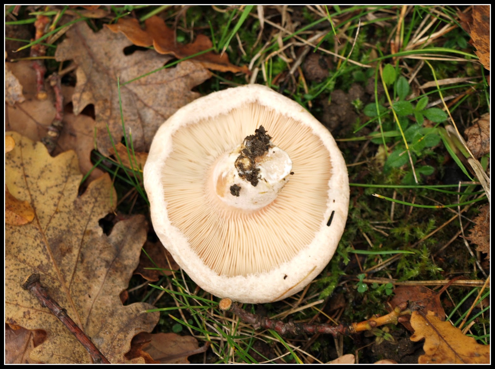 Mark's Veg Plot: Fungus Maximus!