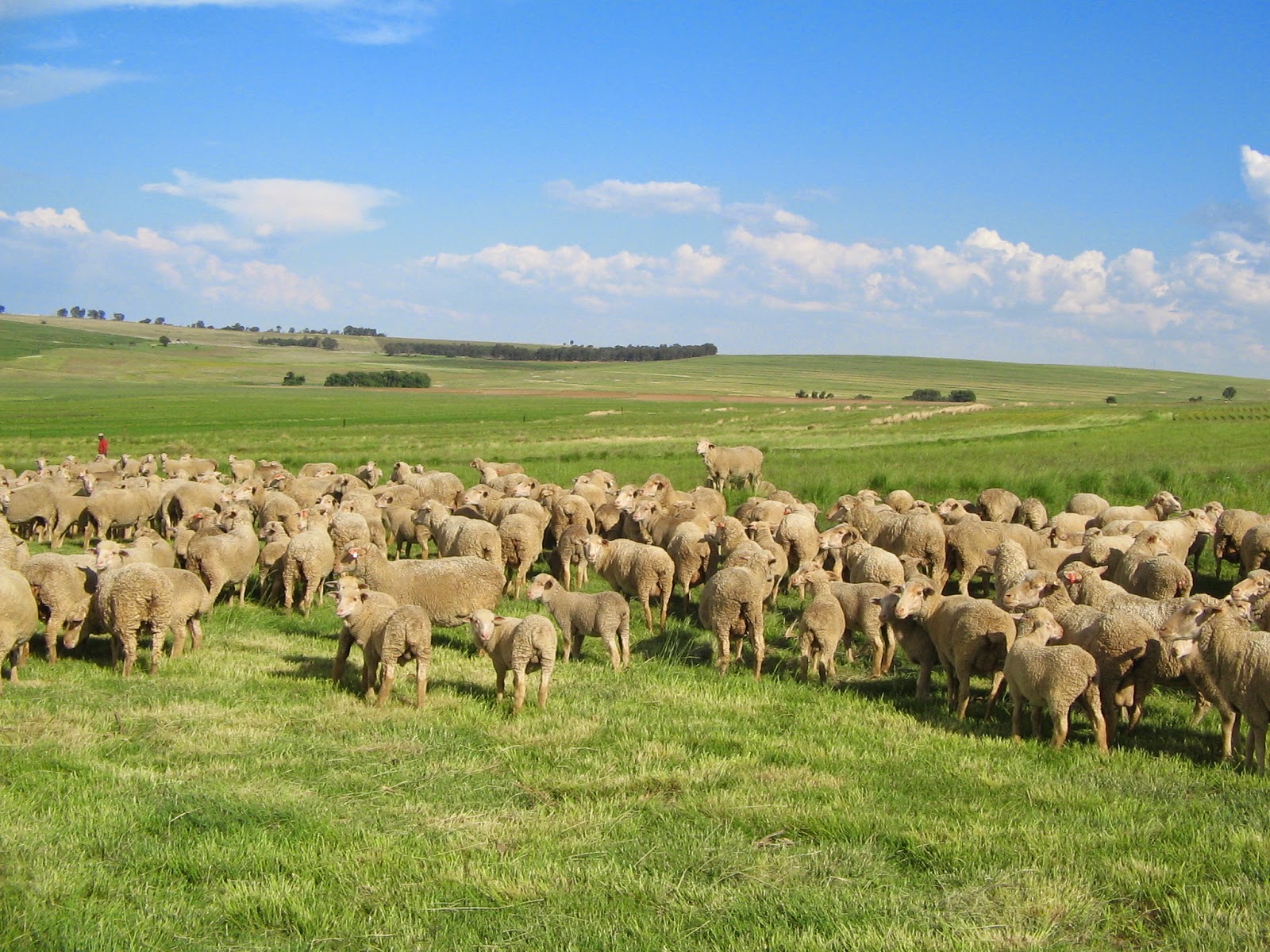 Lucerne powers lambing ~ Amass Farming Tips & Info