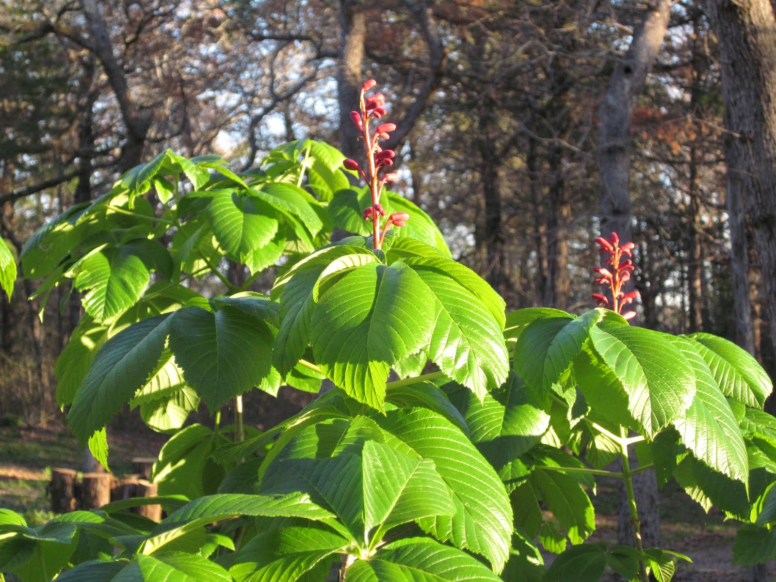 Lisa Bonassin's Garden: What's Blooming Now - Red Buckeye Tree 03/4/2012