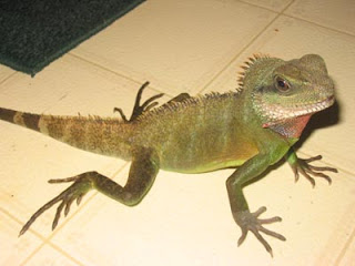 Chinese Water Dragon - True Wildlife Creatures