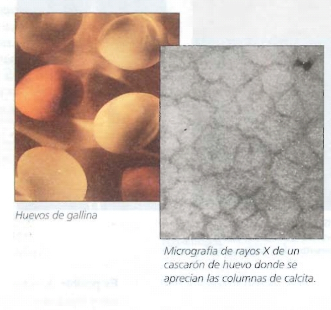 Como se HACE el cascarón © de un HUEVO 👌