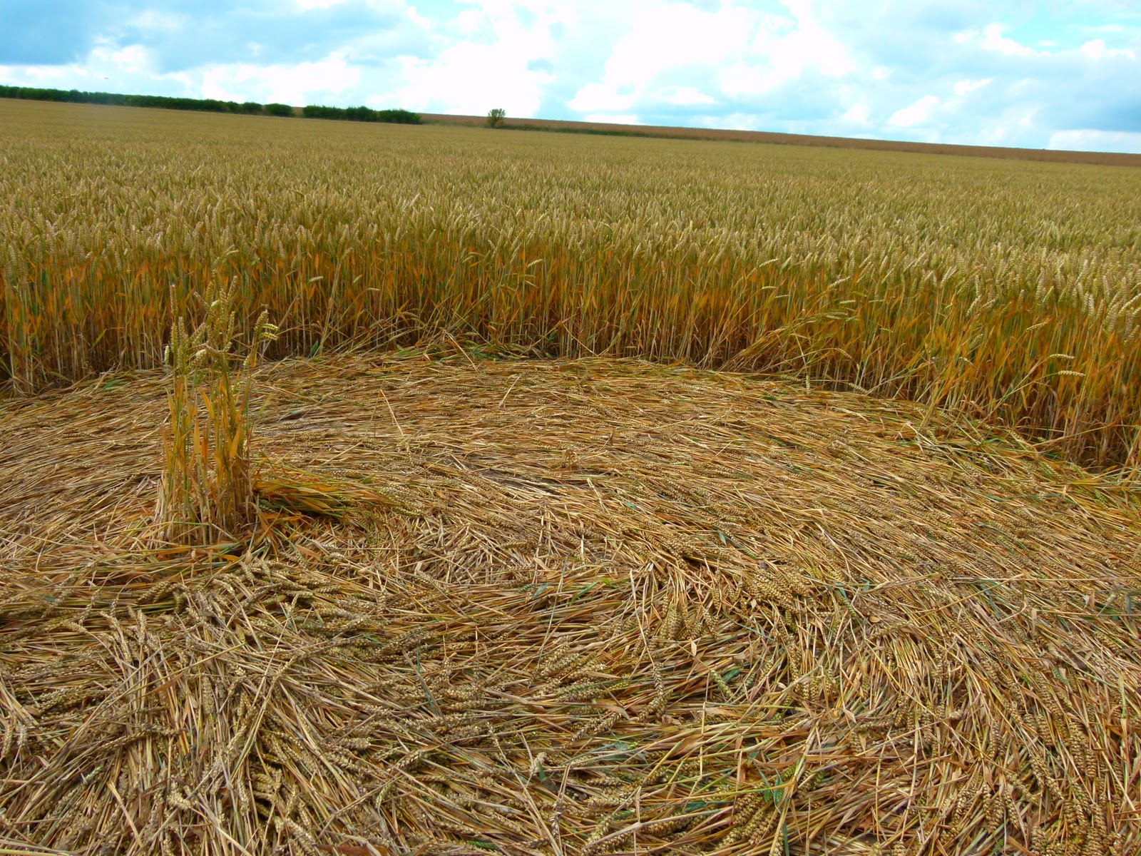 el rinoceronte de cristal: AGROGRAMAS - Crop circles