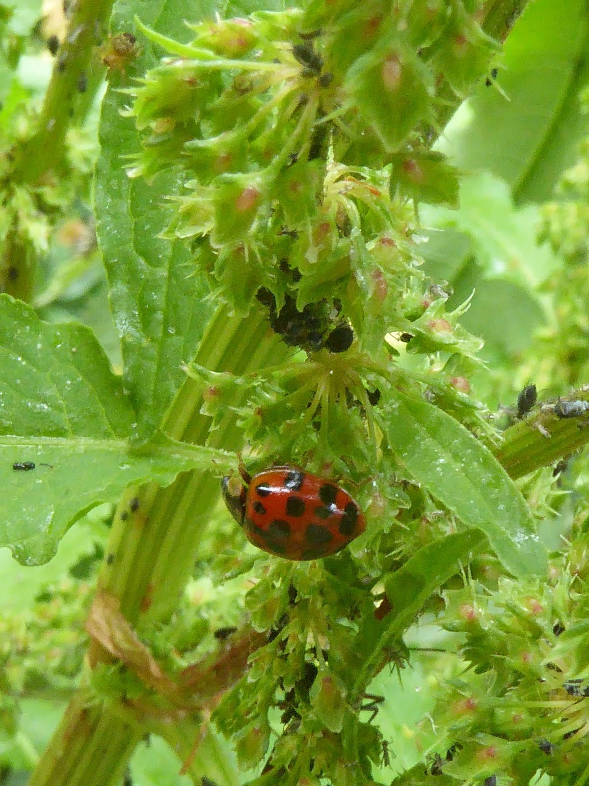Wild and Wonderful: Home Patch - Ladybird, Moth Larva and ?Bee