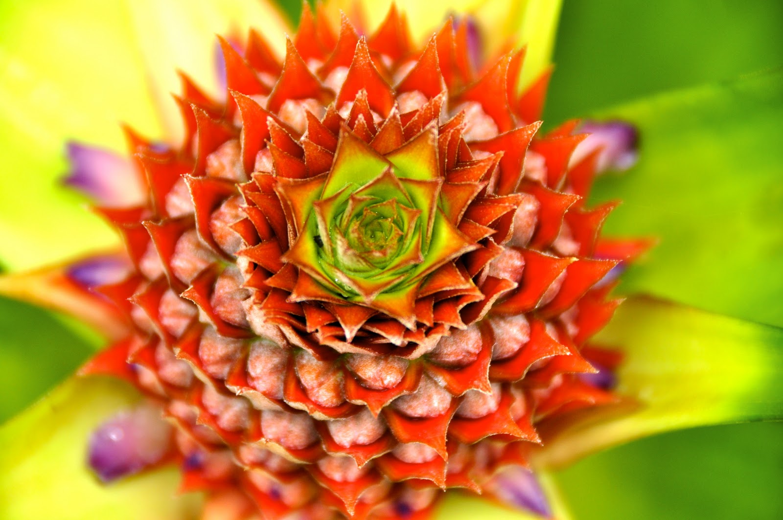 Oahu Daily Photo: Pineapple Blossom