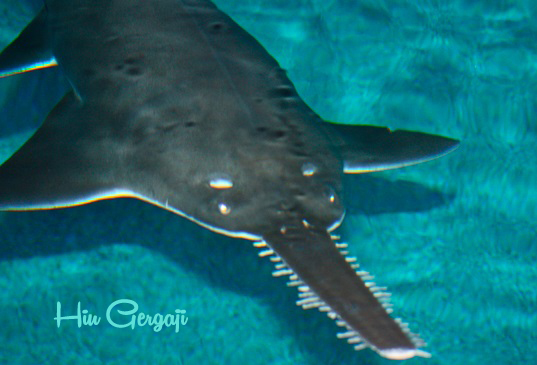 60+ Paling Keren Gambar Ikan Gergaji