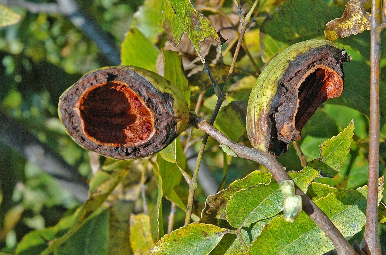 Northern Pecans: What's up in pecan tree canopies
