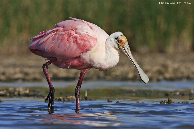 Aves de Argentina: Espátula rosada (Platalea ajaja)