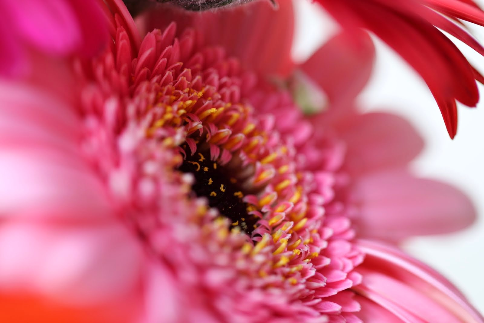 Macro: Gerbera - Claire Halas Photography