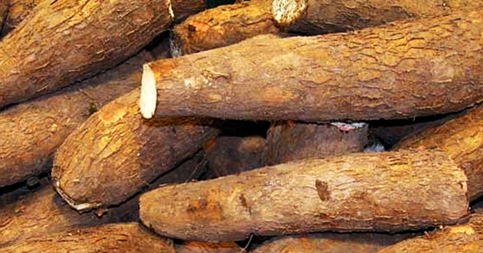 Ubi kayu berpotensi jadi tanaman industri - KAMPUNG KELUARGA