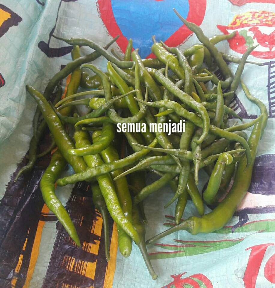 Semua Menjadi: Tuaian Cili Hijau Kebun Opis