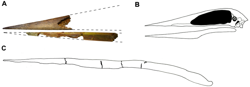 Species New to Science: [Paleontology • 2010] Alanqa saharica • A New ...