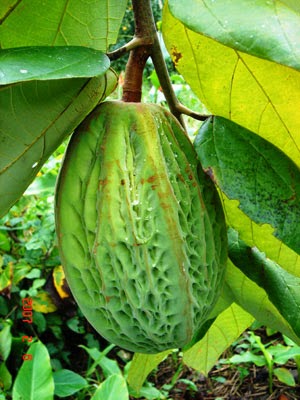 Noticias en Linea de Tabasco: EL FAMOSO CHININ CONOCIDA COMO LA ...