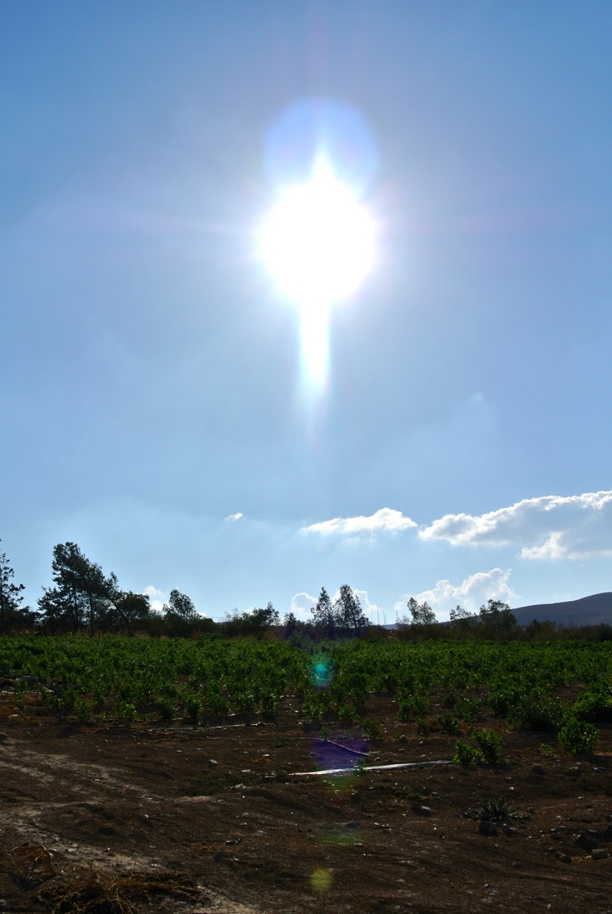 The Highway Farm: A Lost Foodtale From Jordan | HuffPost Life
