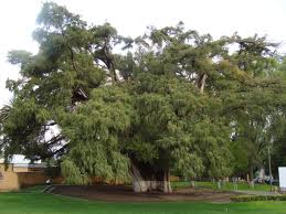 "La semilla del mañana": Que significa árbol sagrado o árbol de los ...
