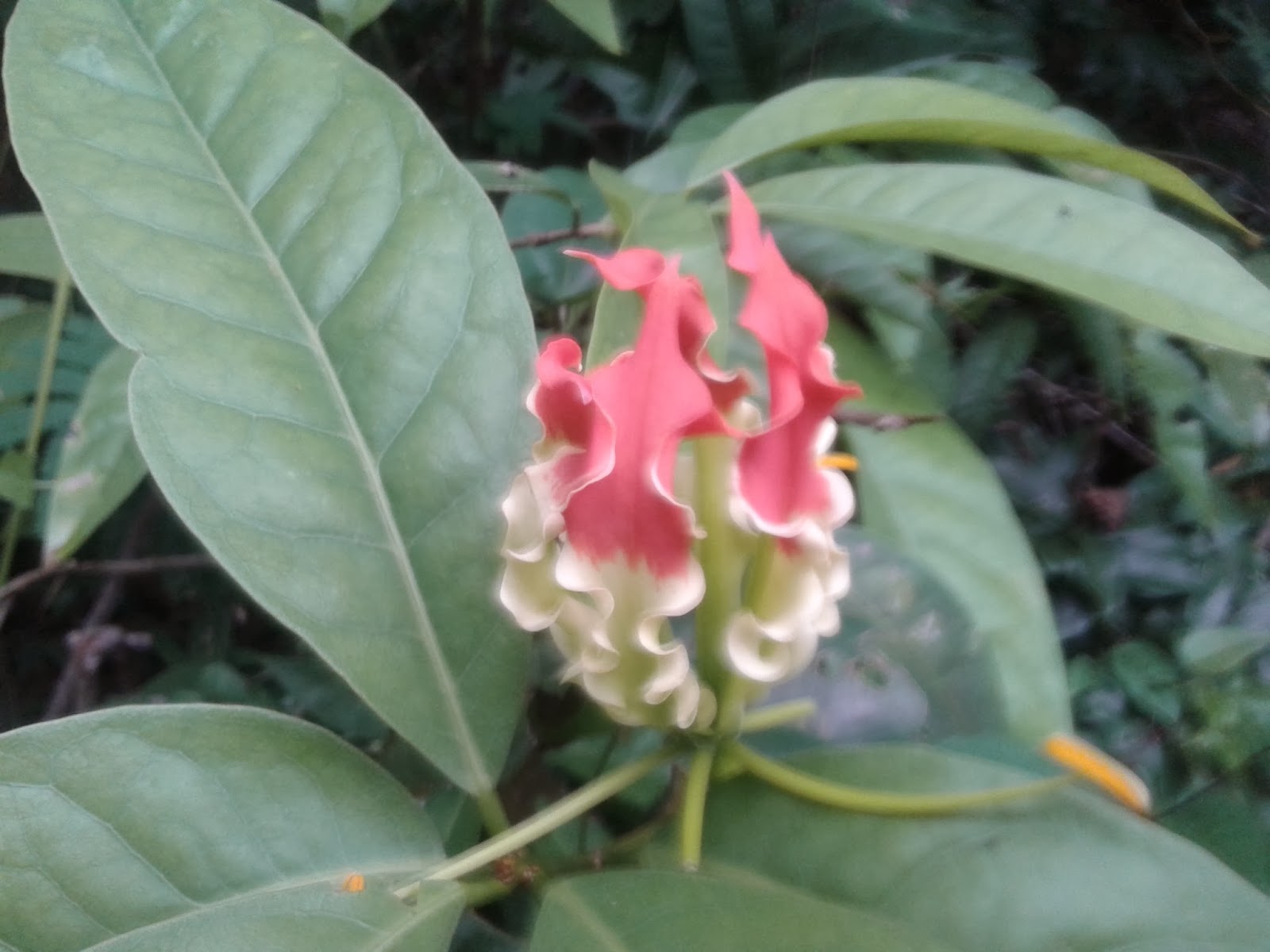 Photokalem - புகைப்படகளம்: Kandhal Malar - Kandhal Flower