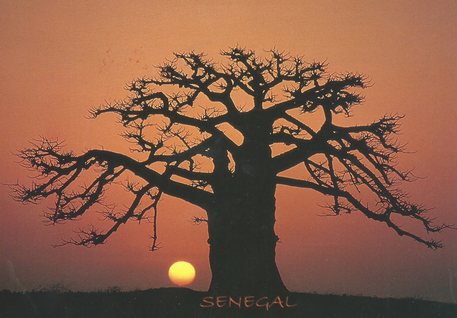 MY POSTCARD-PAGE: SENEGAL ~ Baobab - The National Tree