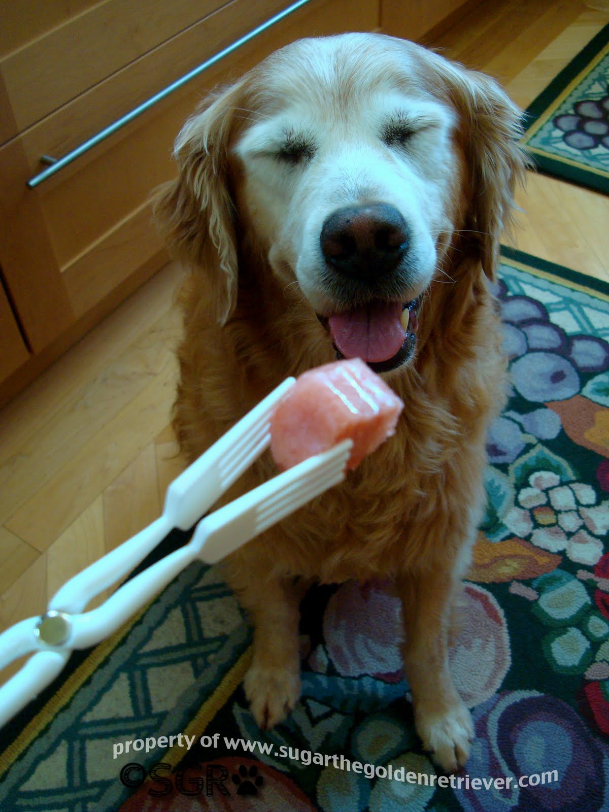 Wordless Wednesday: Golden Delish! - Golden Woofs