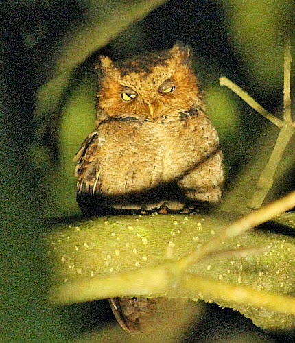 Birding Trips: TAIWAN 15th November-29th November, 2013 (Part 1)