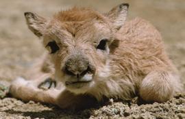 Folksmarket.com: King of Wool, Shahtoosh- The Indian Handloom Fabric by ...