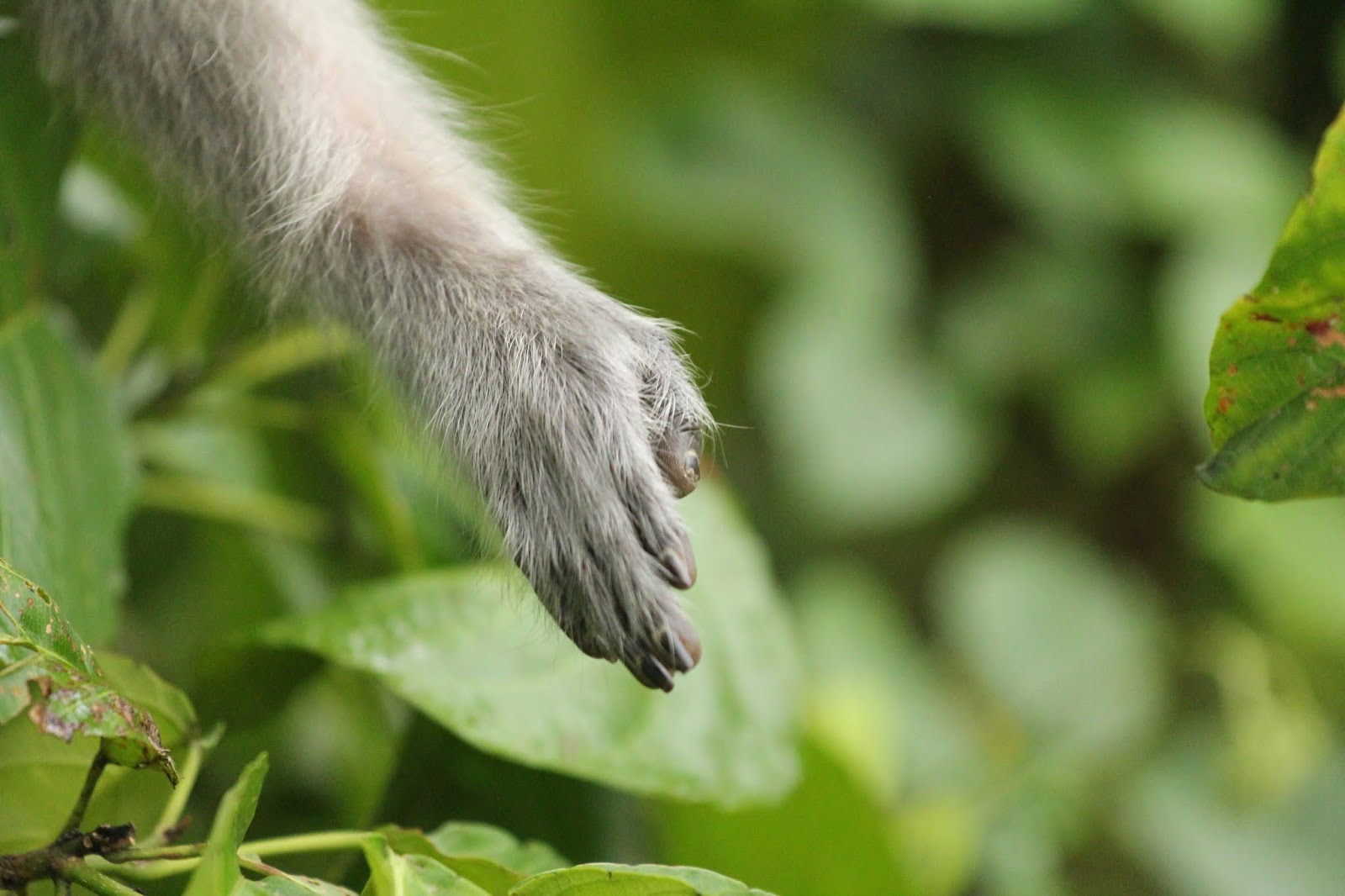 Adela Tarpan: Sa cautam urangutanii pe langa raul Kinabatangan