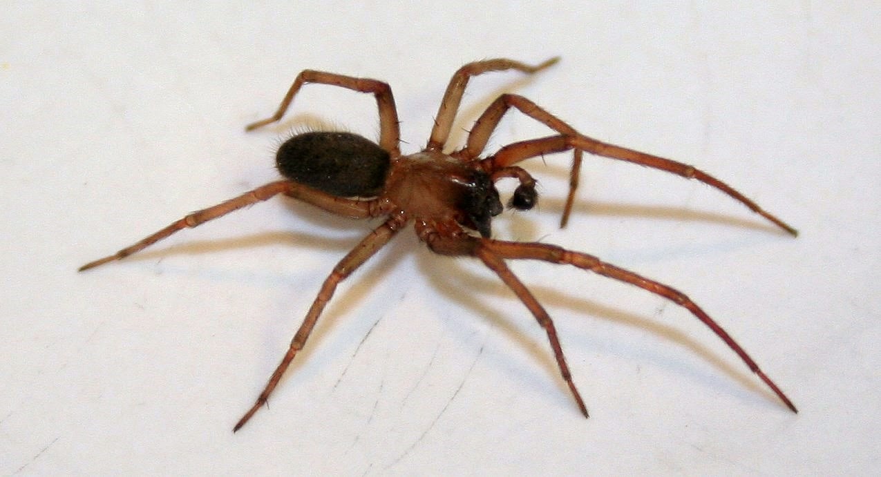 Metaltella simoni - Alchetron, The Free Social Encyclopedia