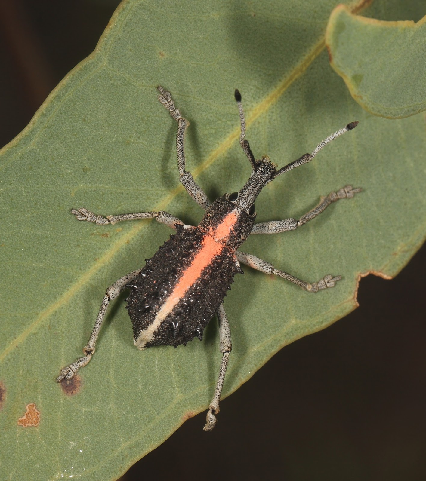 BunyipCo: April 2018