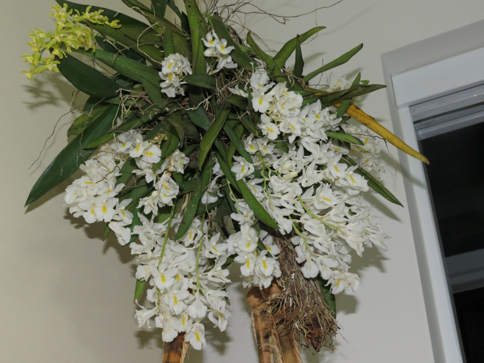 Rodriguezia venusta care and culture | Travaldo's blog