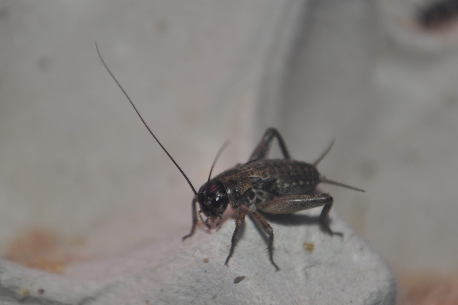 ZOOTOGRAFIANDO (6.100 ANIMALS): GRILLO DOMÉSTICO (Acheta domesticus)