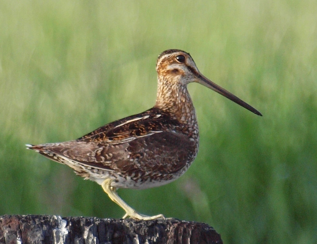 Birding Is Fun!: Wilson's Snipe
