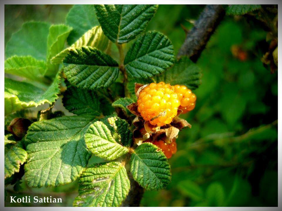 KOTLI SATTIAN: RUBUS ELLIPTICUS (YELLOW HIMALAYAN RASPBERRY)