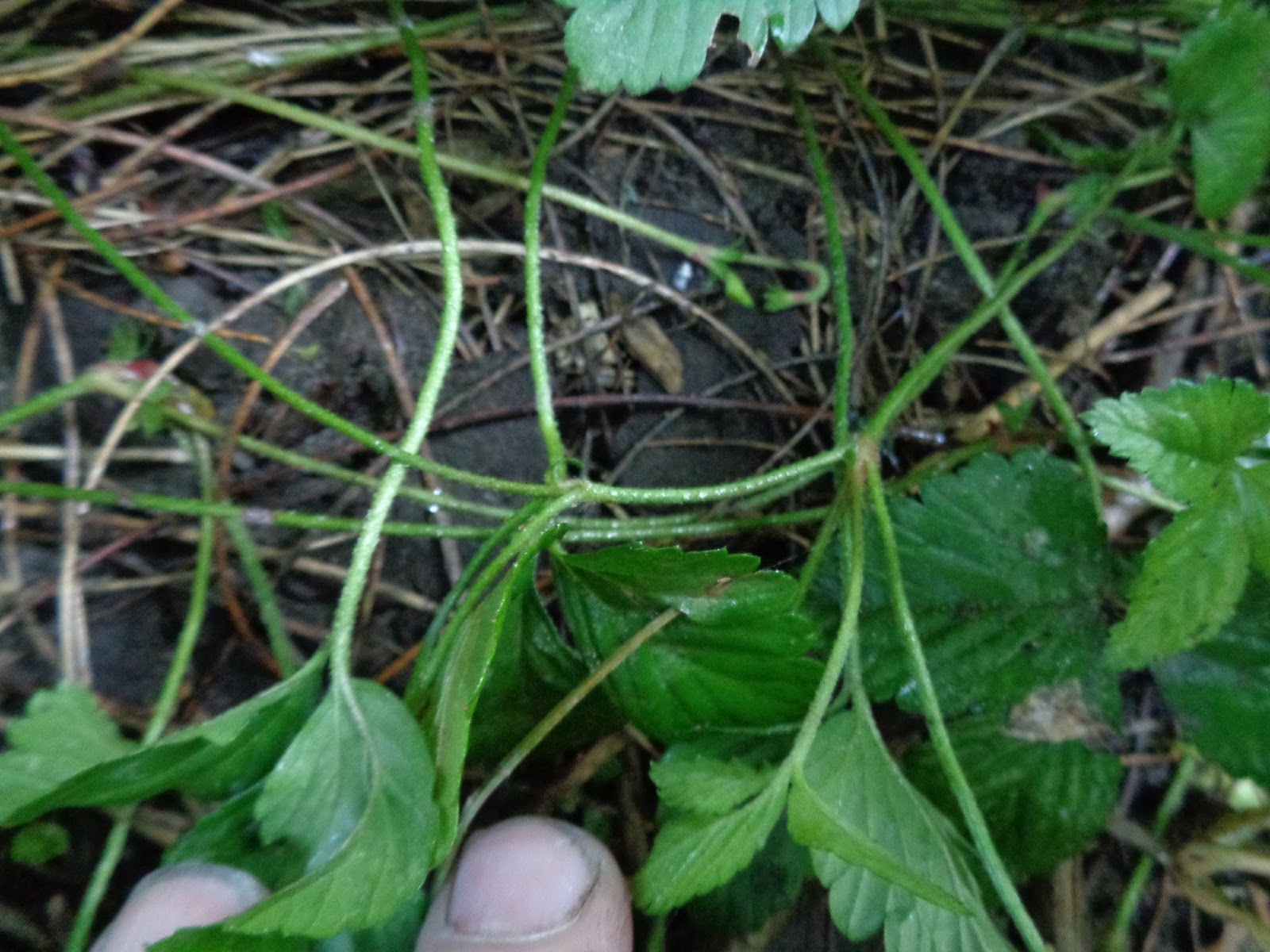 The Perennial Agriculturalist: stolons