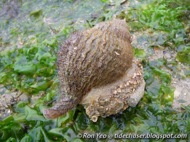 tHE tiDE cHAsER: Tritons & Trumpet Shell (Phylum Mollusca: Family ...