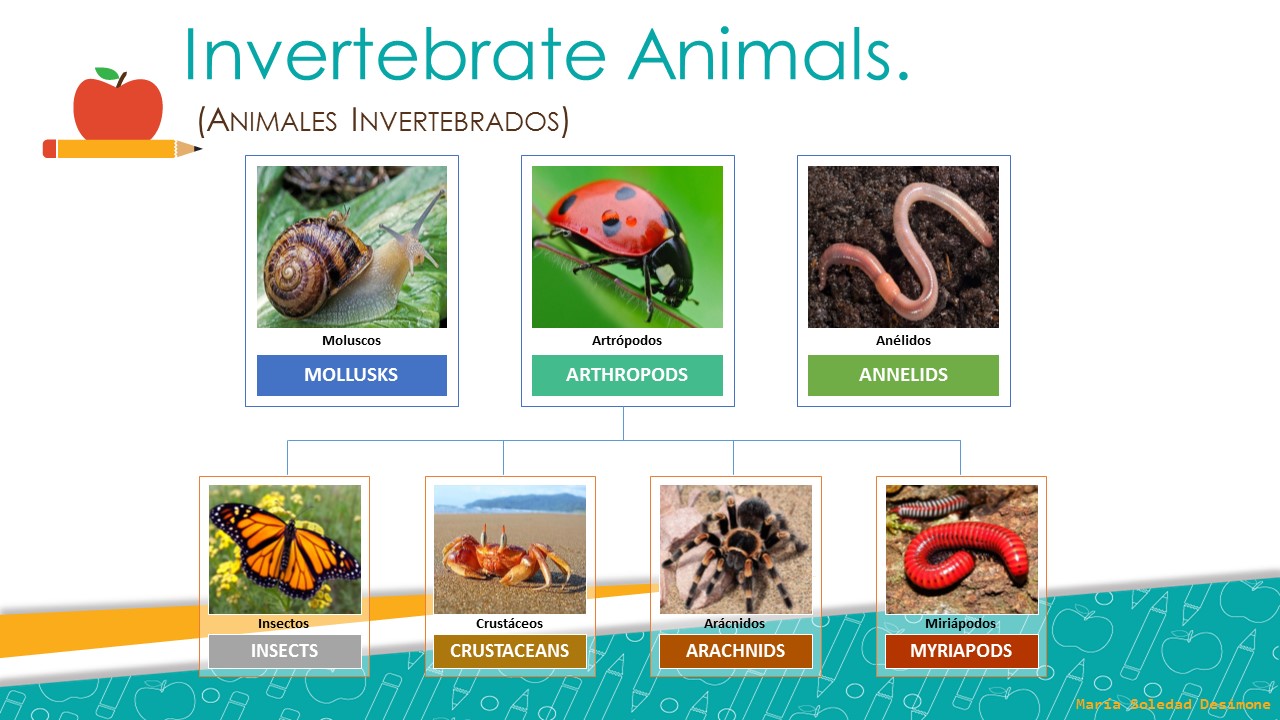 INGLÉS. VOCABULARY. INVERTEBRATE ANIMALS (ANIMALES INVERTEBRADOS)