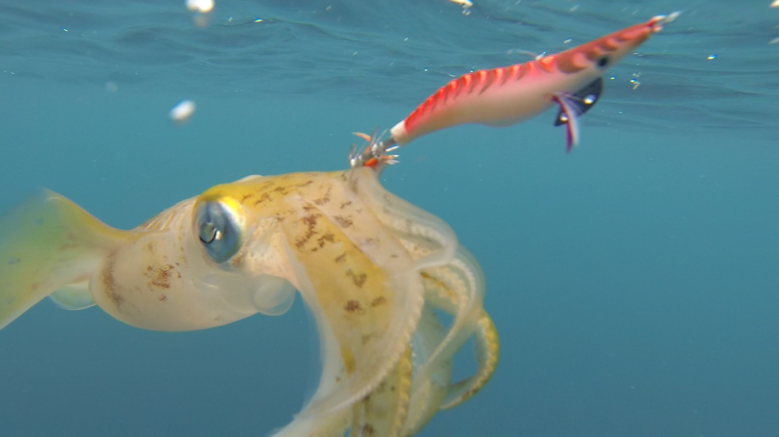 How To Catch Your Own Calamari!