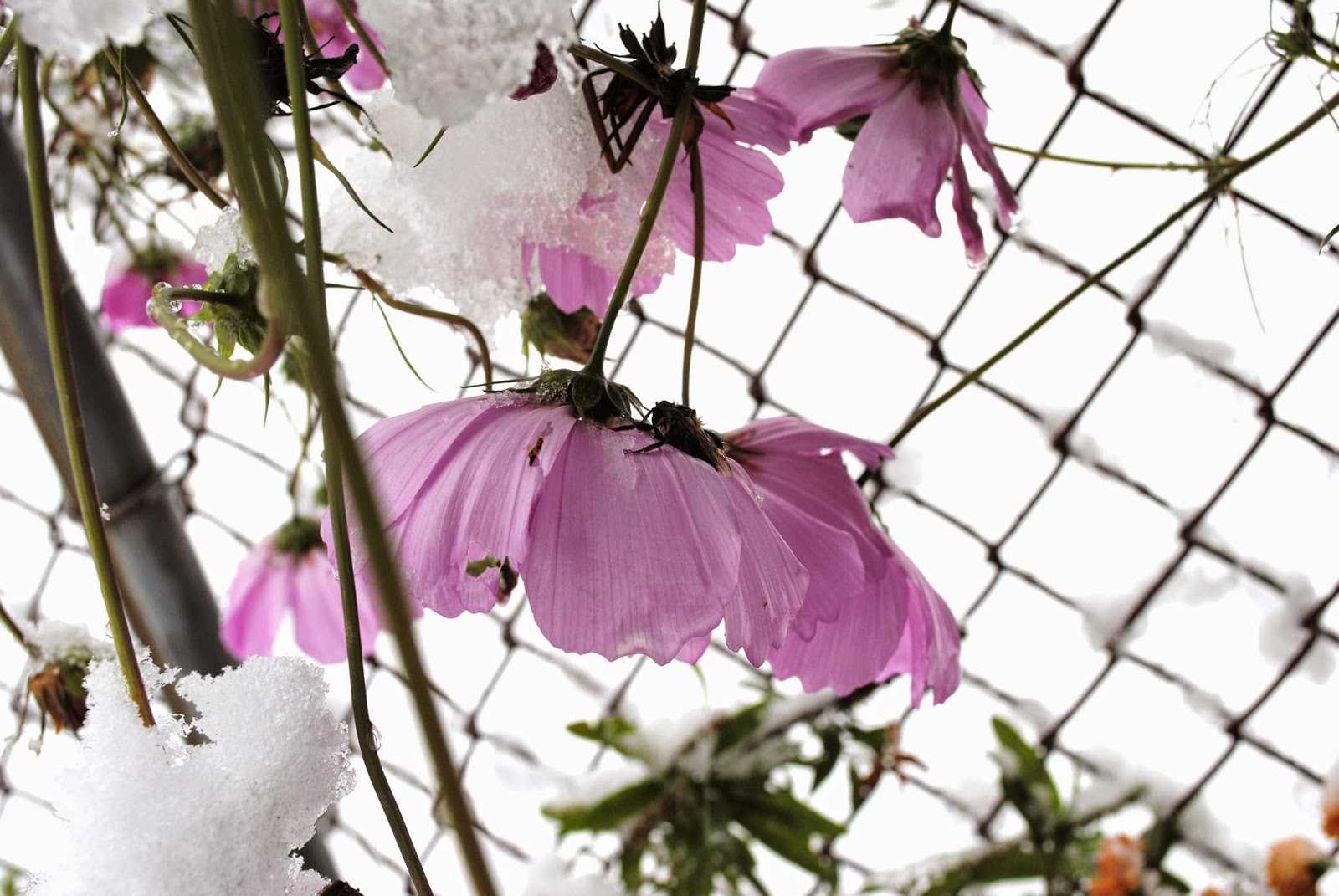 K. C. Trae Becker: Fertility – May Day; MSH#15 – Vanir; Mary, the ...