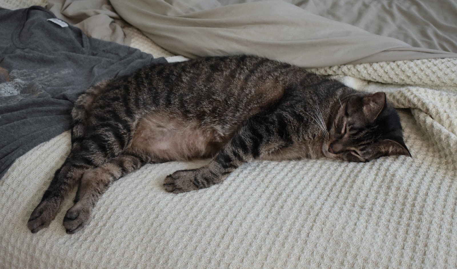 Feline instincts - Momma Kat and Her Bear Cat