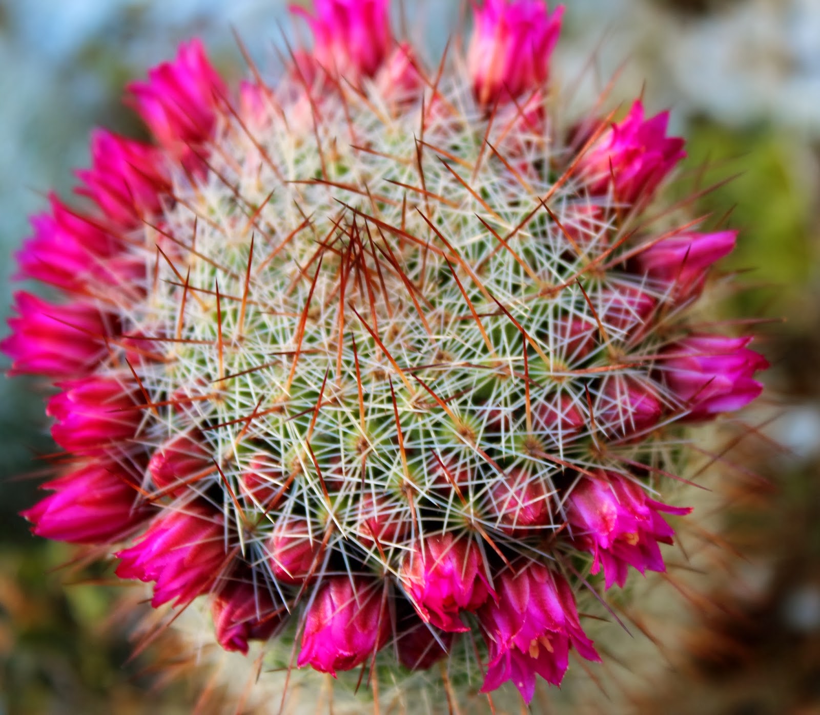Florez Nursery: Mini cactus garden